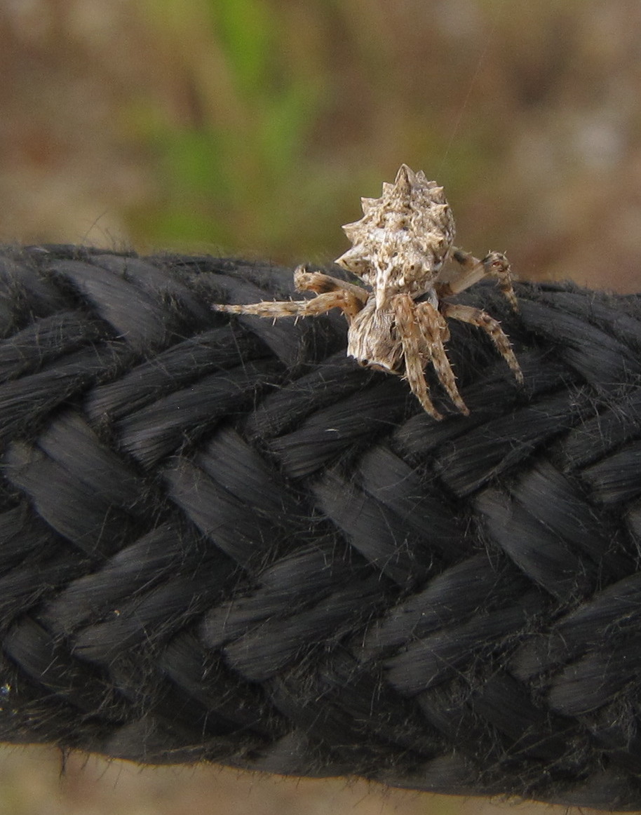 Bug Eric: Spider Sunday: Starbellied Orbweaver