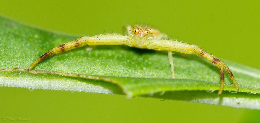 The Ohio Nature Blog: The Friendliest Spiders That You'll Ever Meet