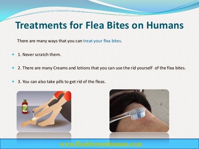 MPD 3233 VECTOR AND PEST CONTROL: FLEAS