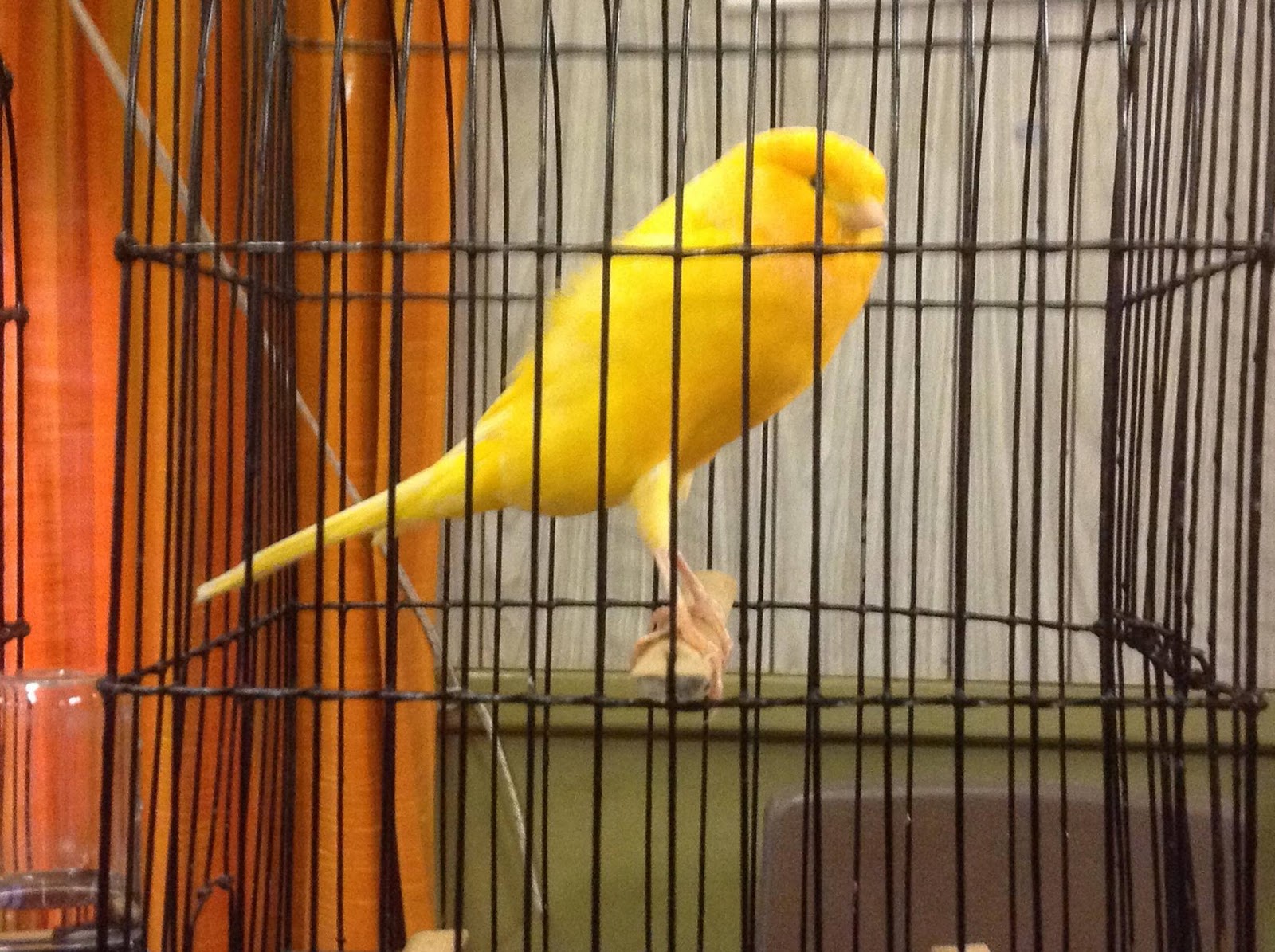 Greek Yorkshire Canaries: Best 7 Birds of SYCC , 2015