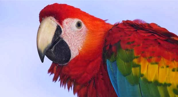10 Jenis Burung Terindah di Dunia | Terselubung 8