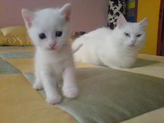Gato Angora Turco, Turkish Angora.