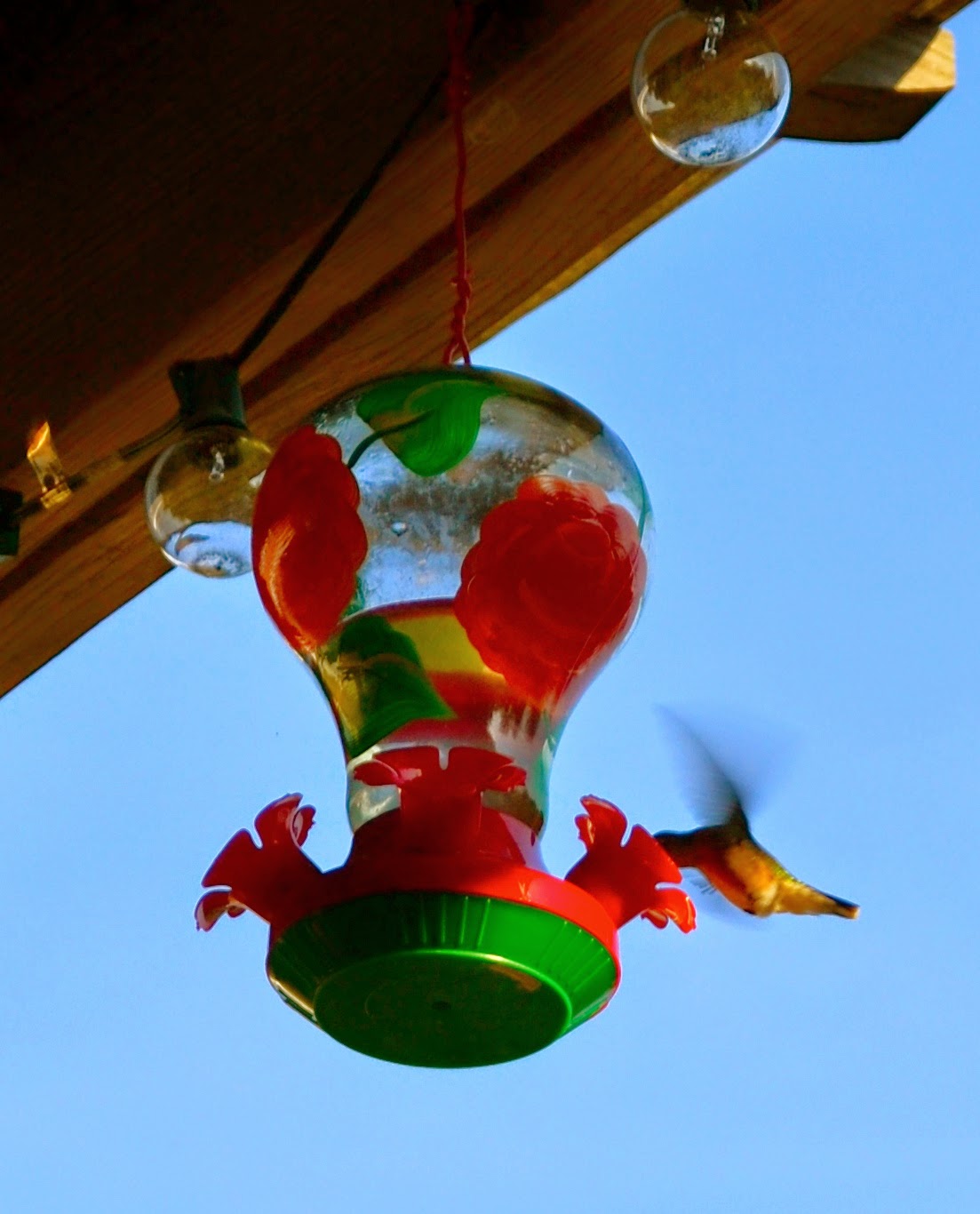 THE FRENCH HUTCH: HUMMINGBIRDS
