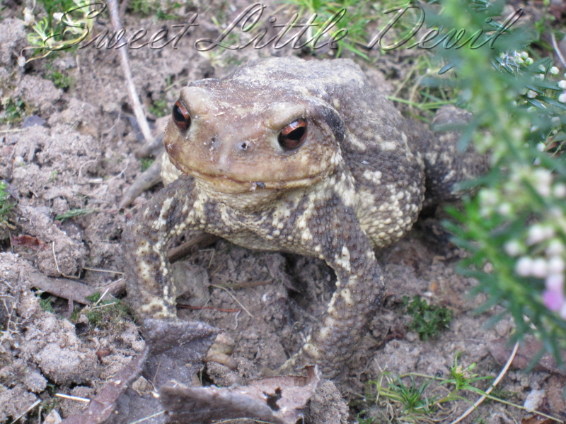 Flights of fancy: La princesse et la grenouille le crapaud