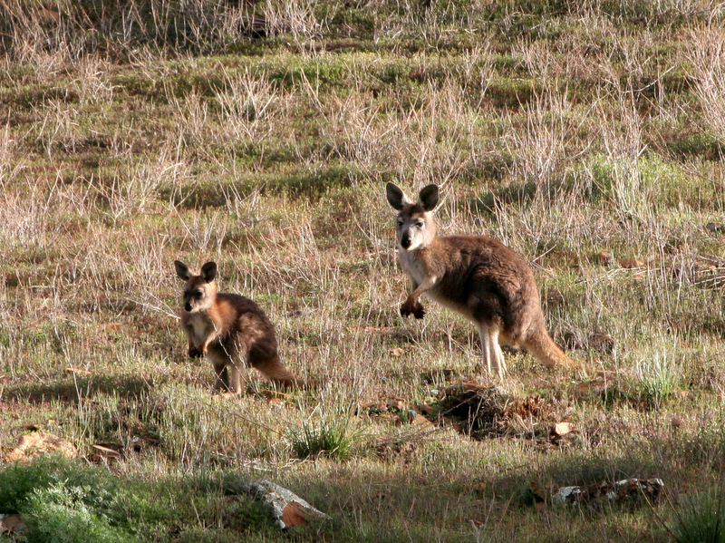 Bushranger: Flinders Ranges: Fauna