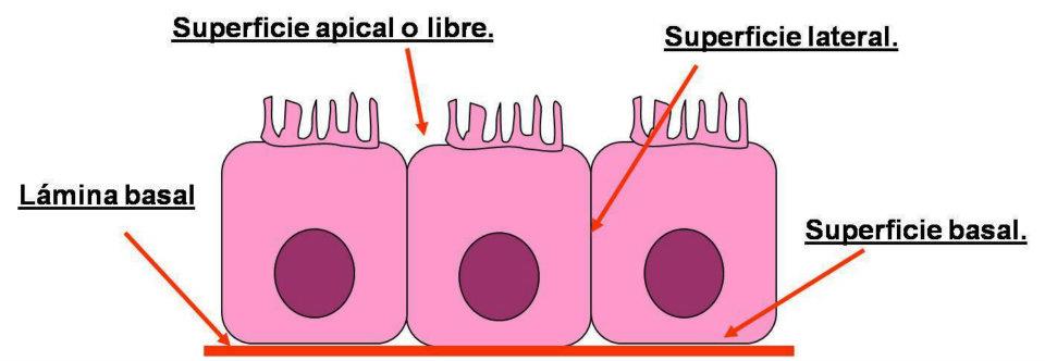 Plantão Médico: HISTOLOGÍA TEJIDO EPITELIAL DE REVESTIMIENTO Y GLANDULAR
