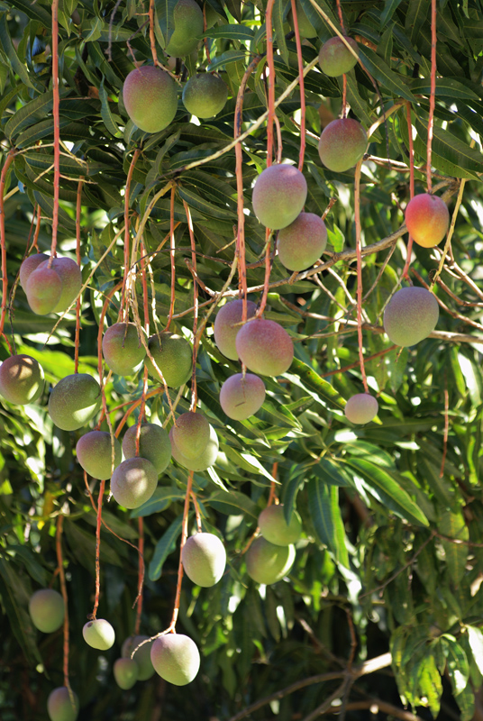 Flower Dictionary: Mango Tree
