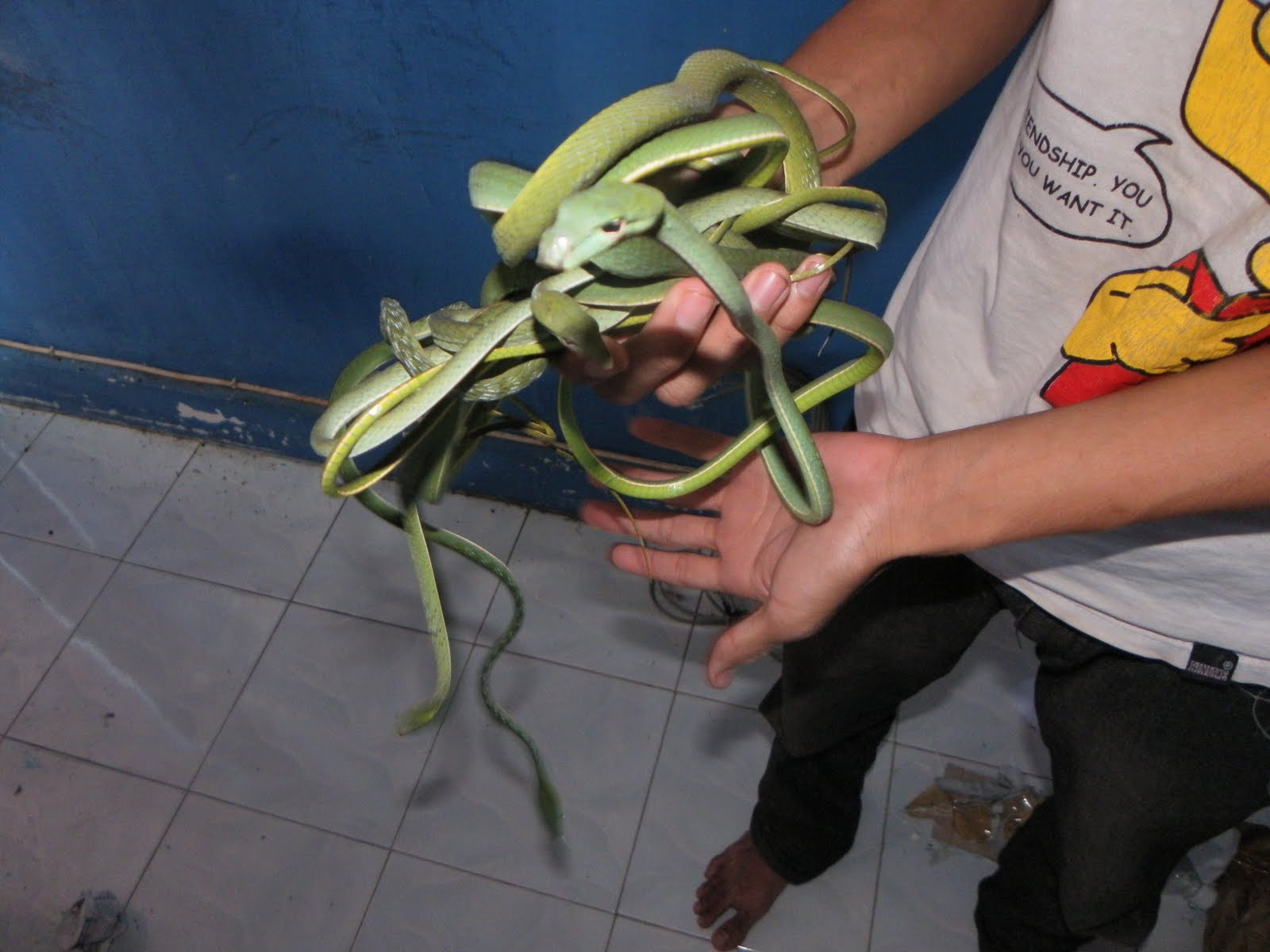 OReptile & extreme pets: Ular Pucuk