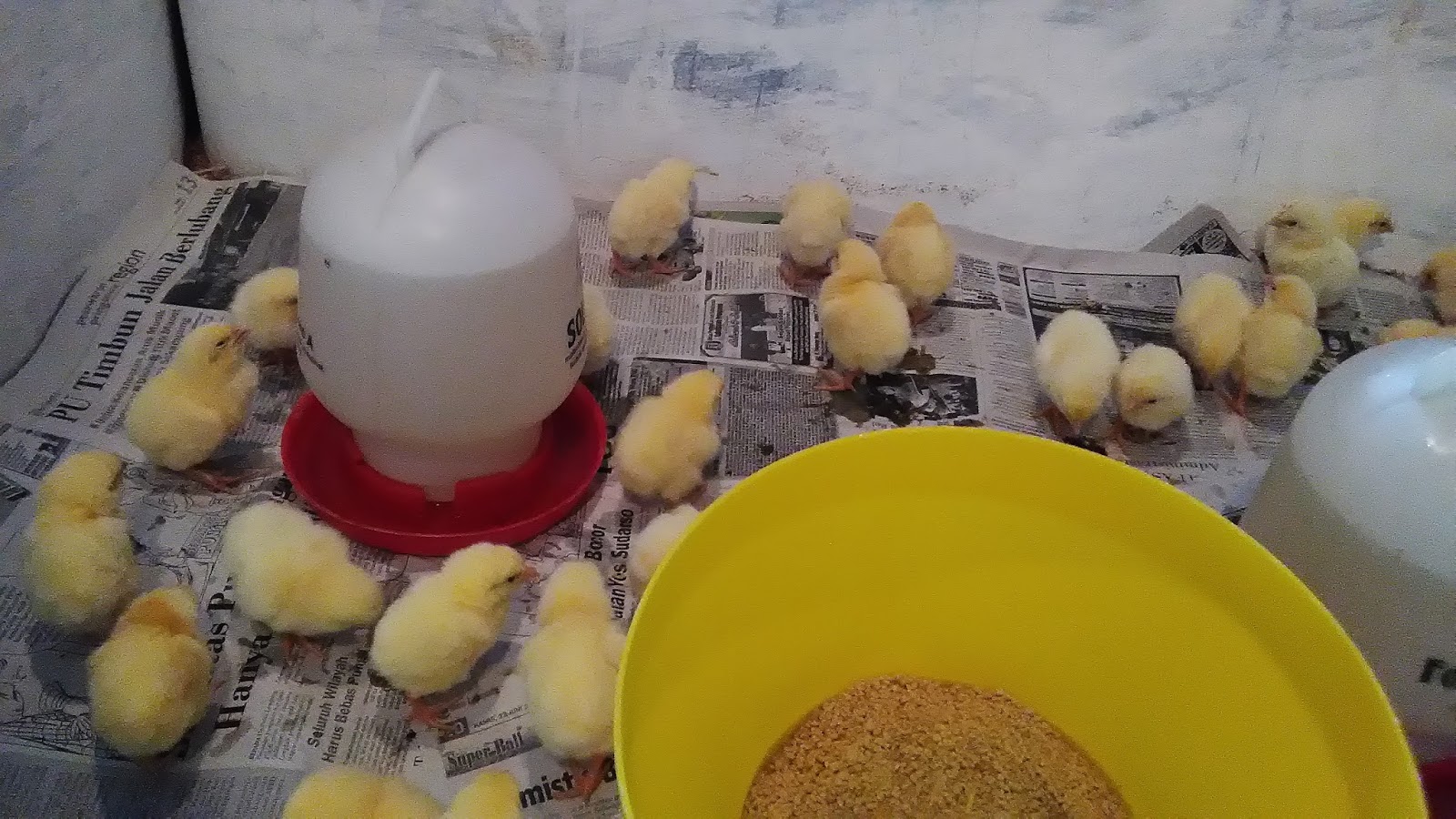 Peternakan Ayam Potong