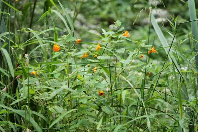 Reflections from Crumbly Acres: Touch-me-not, Himalayan Balsam and ...