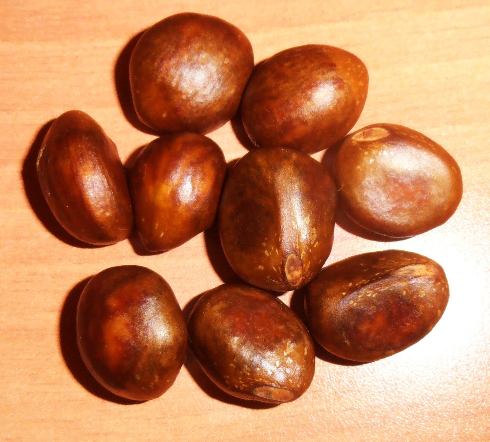 LA VENTANA DE JAVIRULI: PLANTACIÓN DE NÍSPEROS DESDE SEMILLA