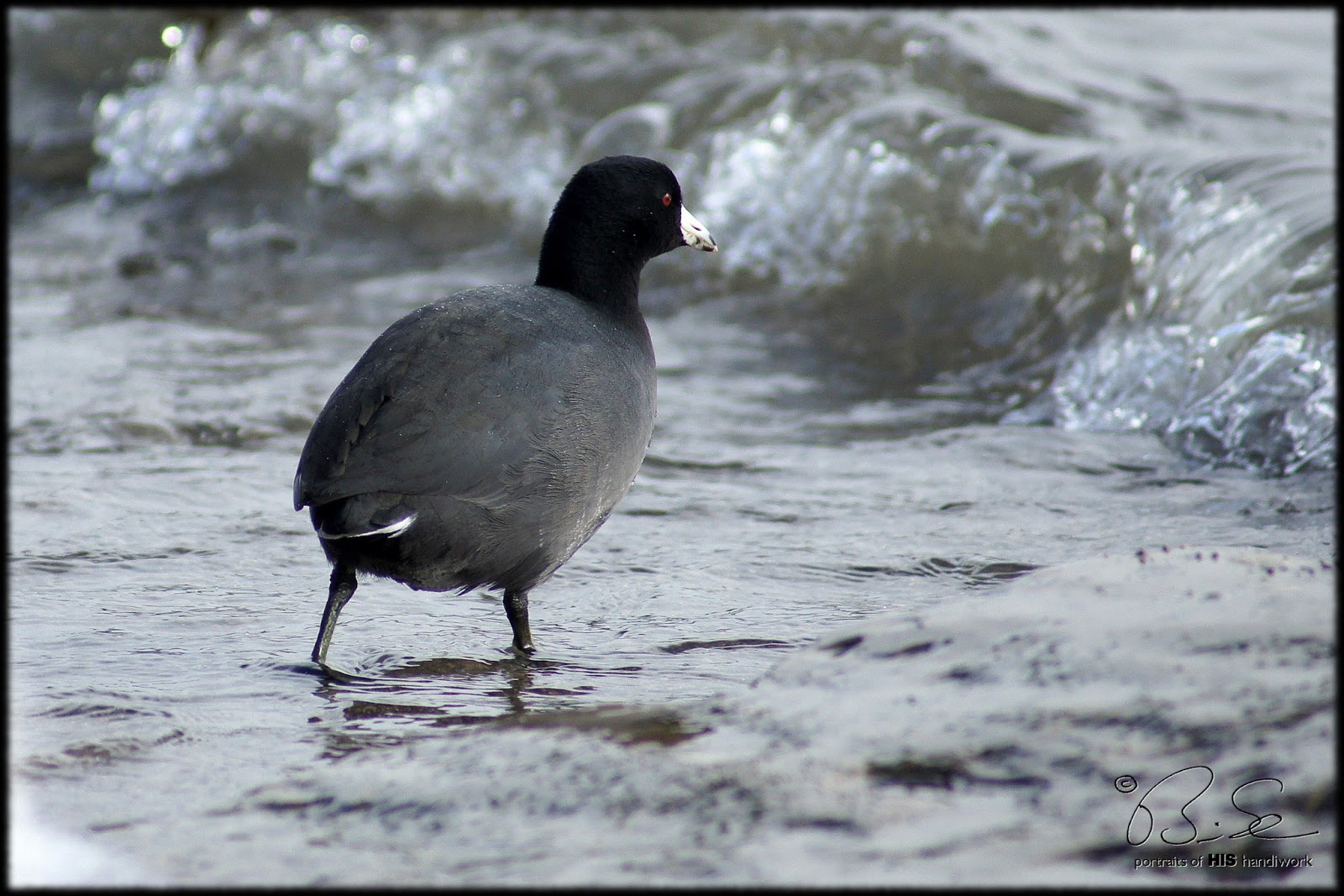 portraits of HIS handiwork: LaSalle's Waterbirds