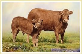 Berapa Harga Pedet Sapi Simmental dan Limousine Saat Ini? | Gemar ...