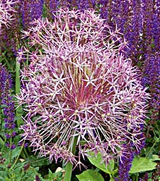 Allium | World Of Flowers
