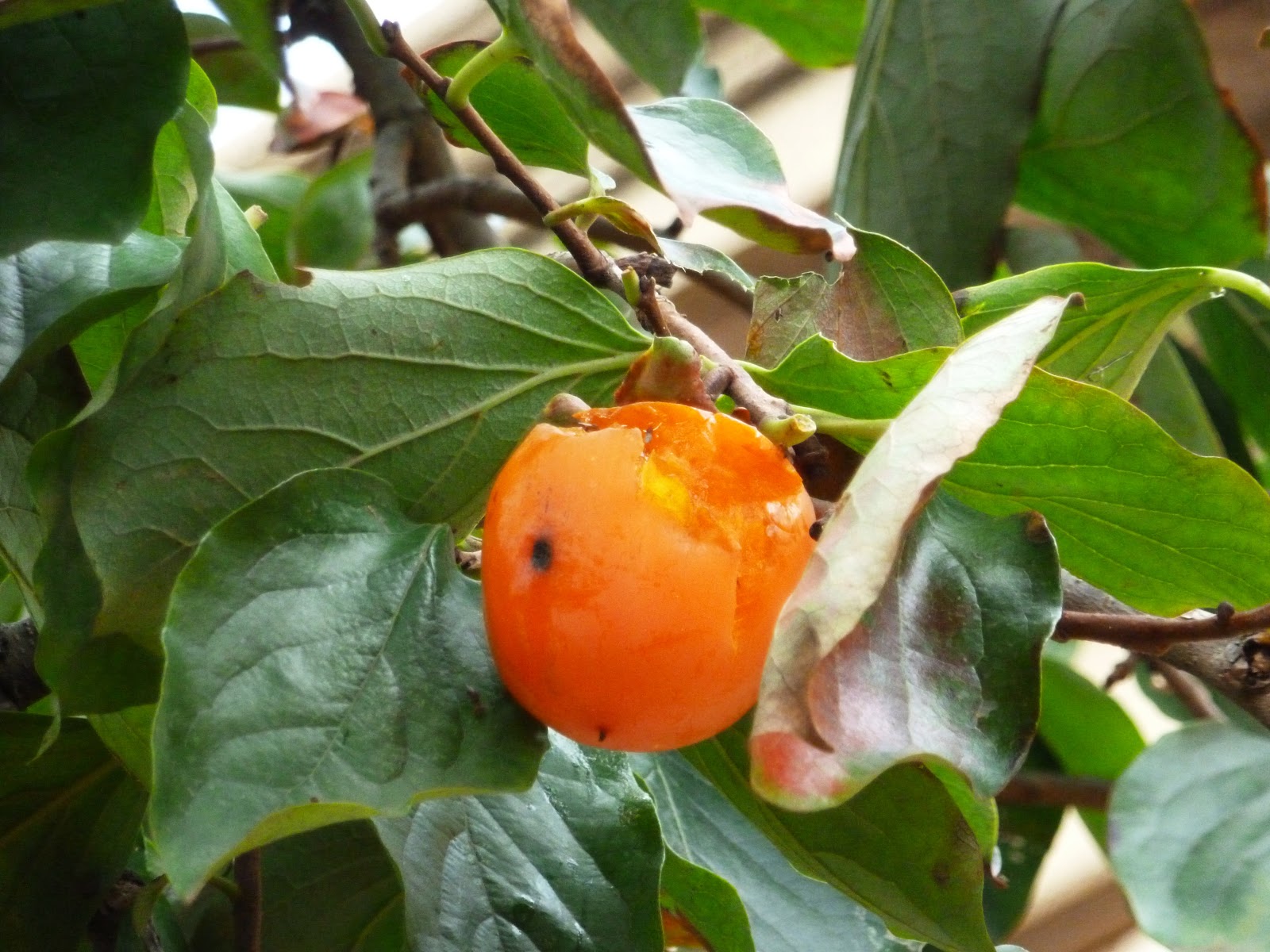 Árboles con alma: Caqui. (Diospyros kaki)
