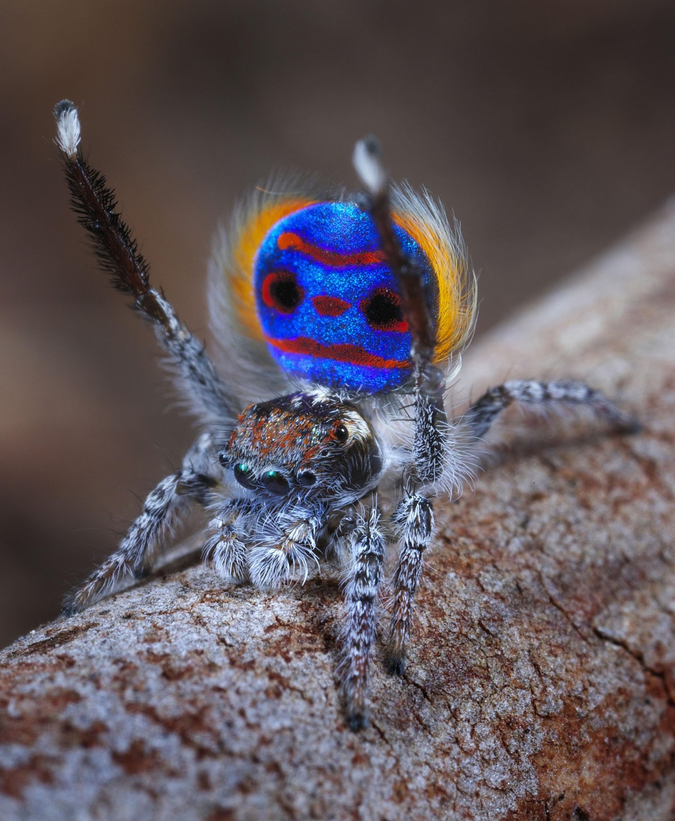 Beautiful World : These Gorgeous, Gracious and Funny Animals!