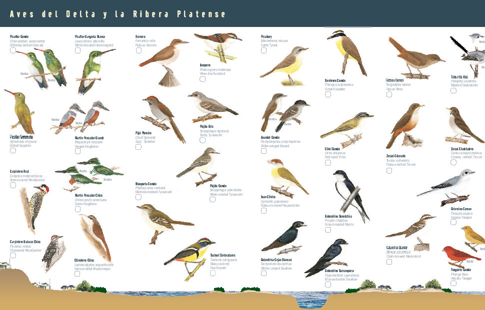 Historias del Recreo Tres Bocas delta tigre: Aves del Delta de tigre