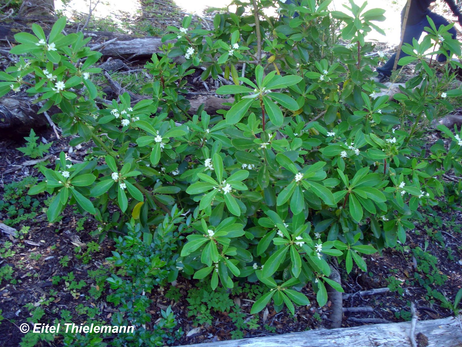 Apuntes botánicos: ARBUSTOS CHILENOS