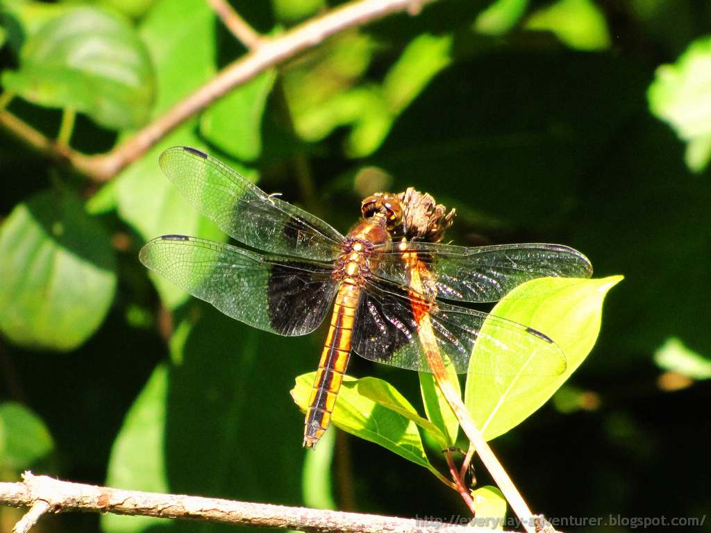 The Everyday Adventurer: Cool Dragonfly