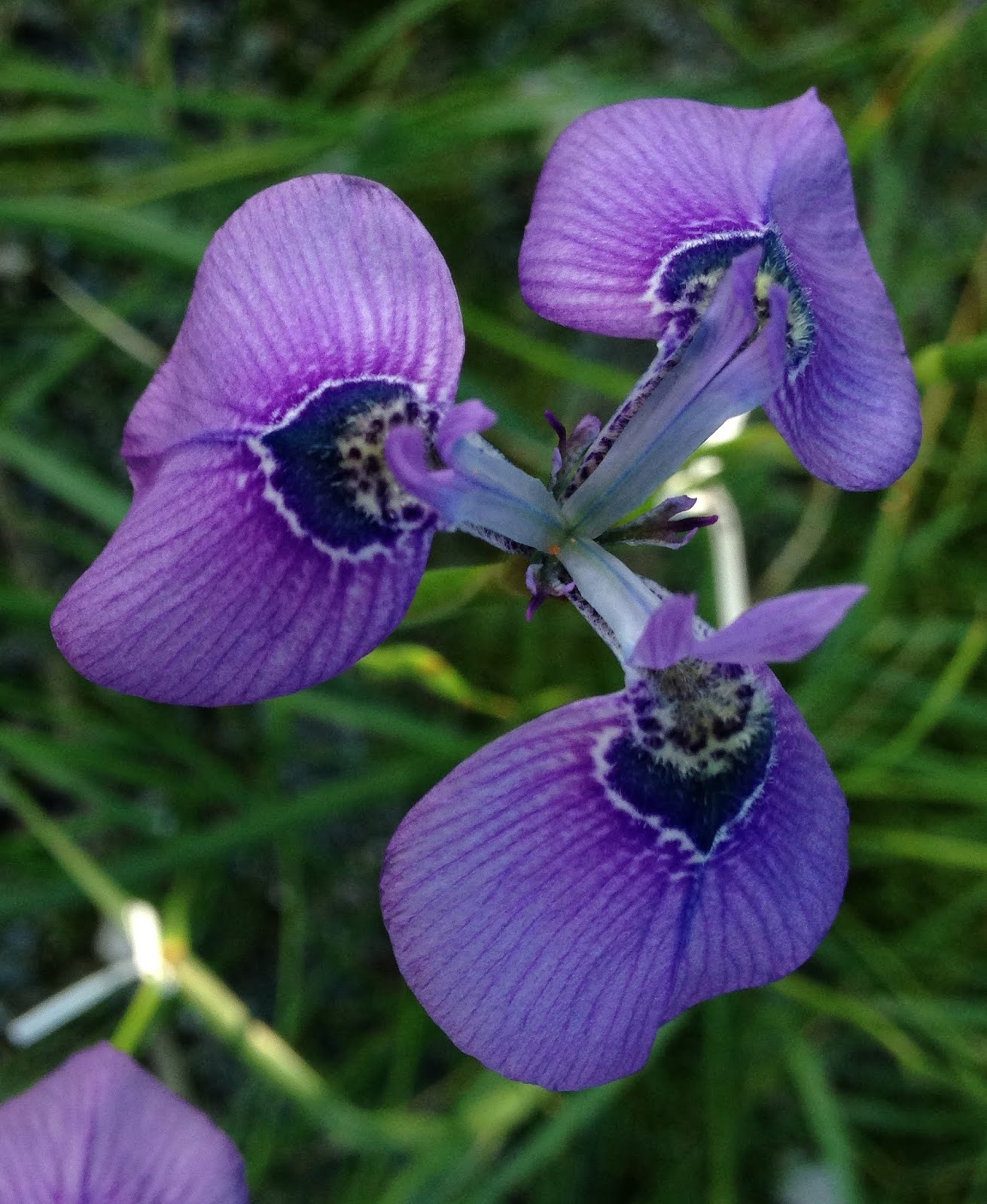 Growing Cool Plants: Moraea MM 14-90