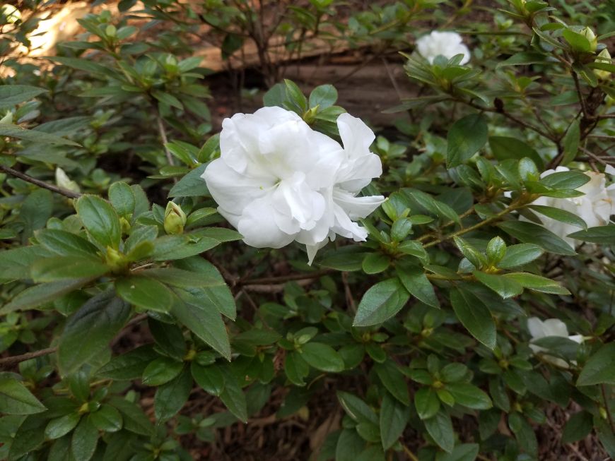 Future Plants by Randy Stewart: Encore Hybrid Azaleas