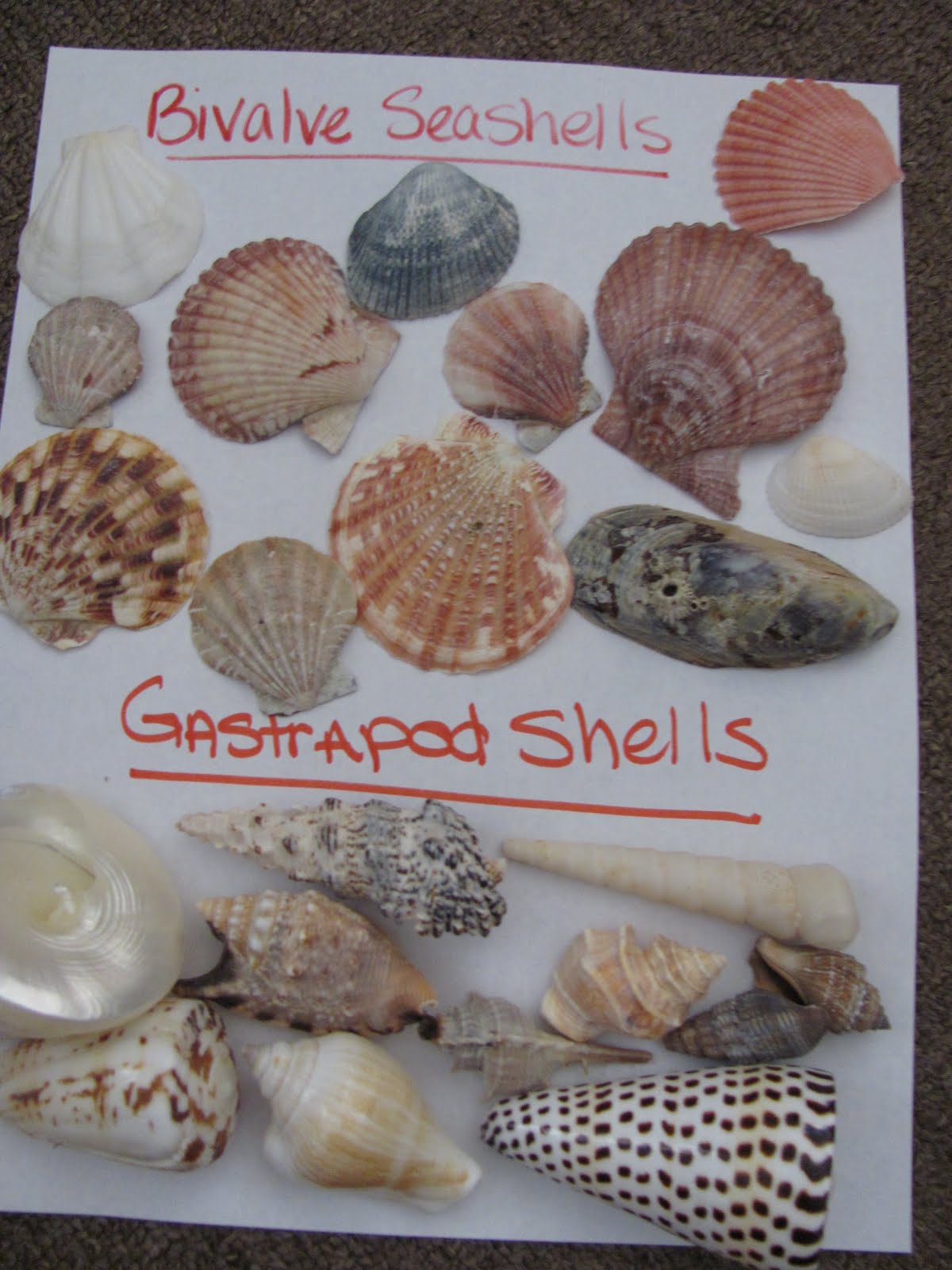 Life In The Unknown: A Closer Look At Seashells