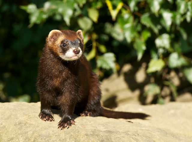 British Wildlife Centre ~ Keeper's Blog: Polecat Kits