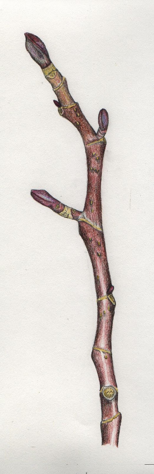 Bur Oak Botanicals: Yellow Poplar