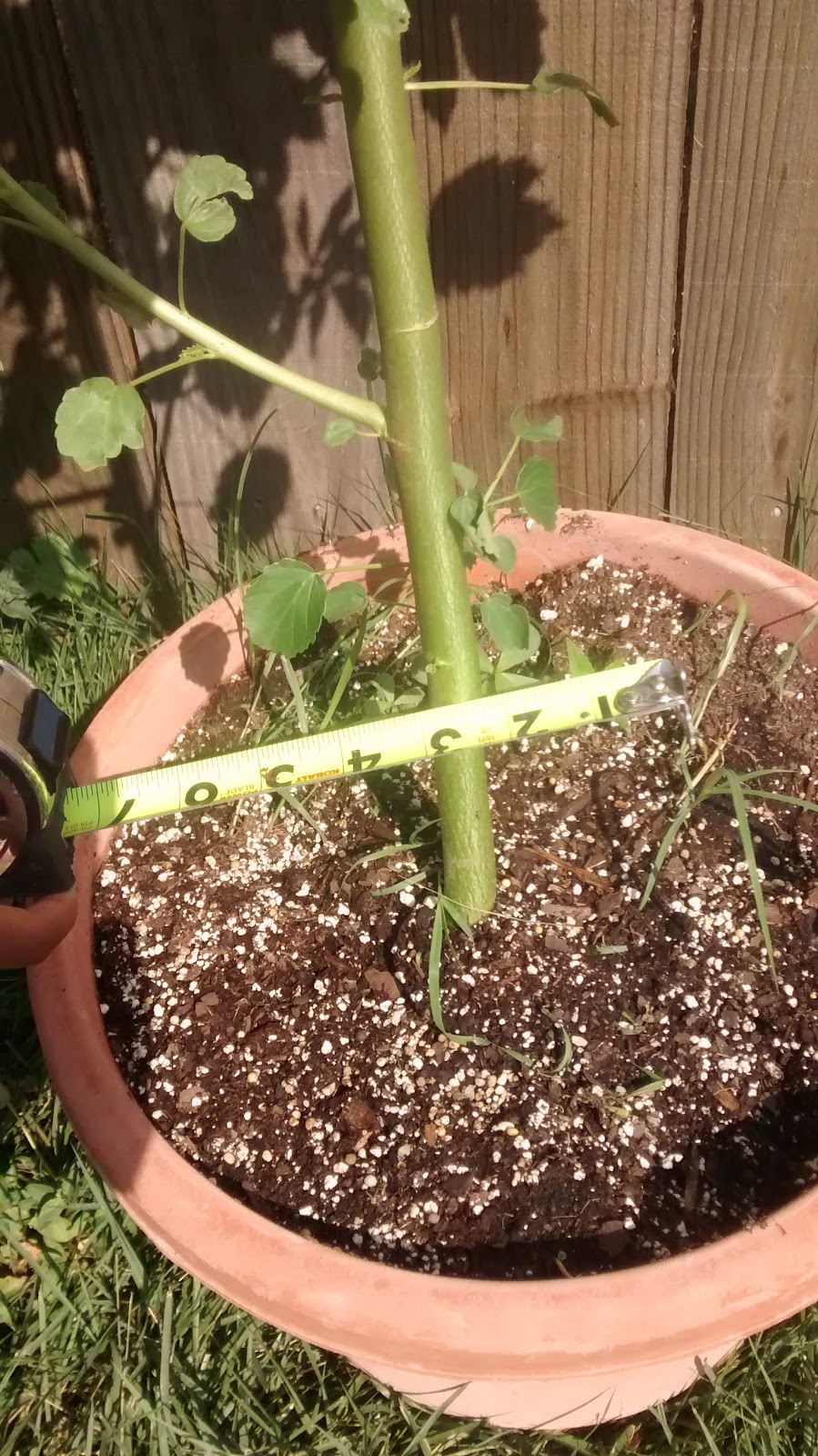 MOhemp Energy: Little Green Thumbs Helping with Kenaf Plants