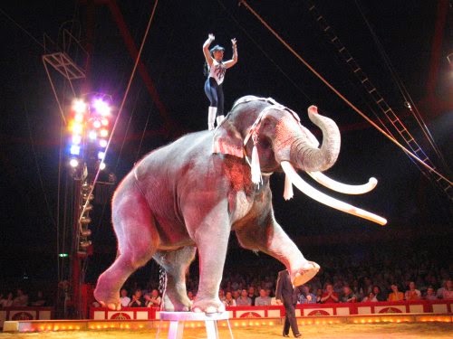 - COLONEL JOE: Un grande elefante ci ha lasciati! | SCXS