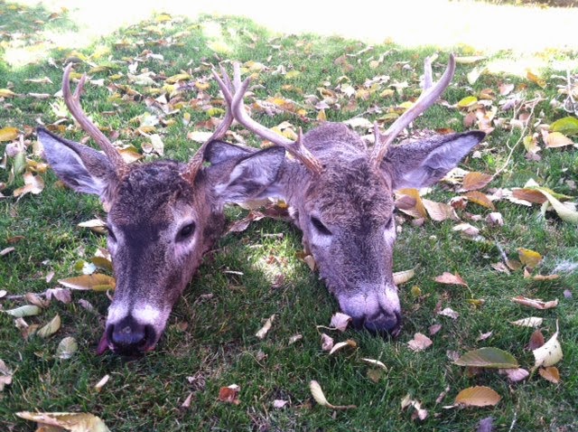 Idaho Pursuit: October 2014