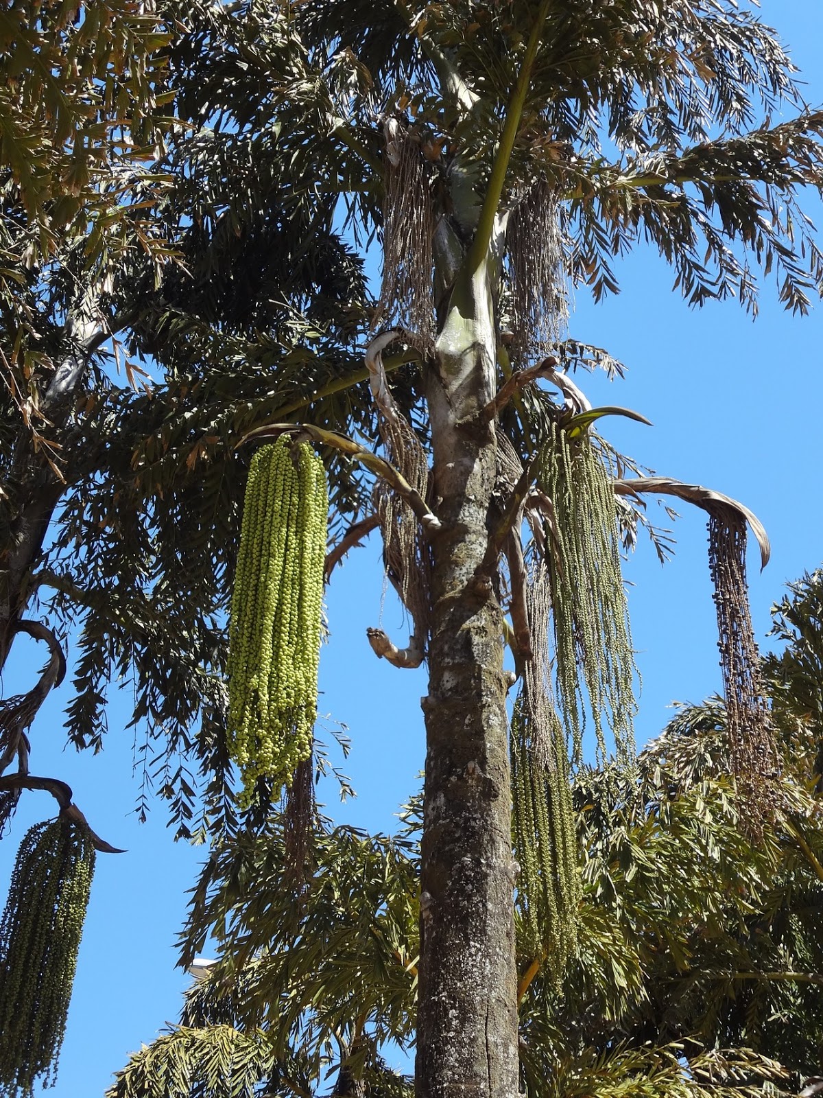 Try-out: A palm tree with dreadlocks.....