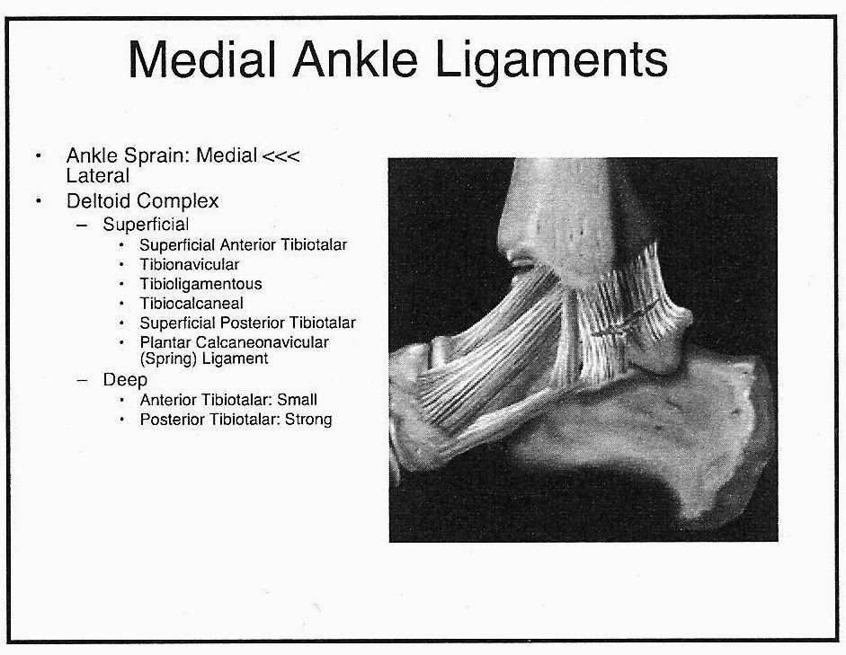 medial ankle ligaments: The medial ankle ligaments