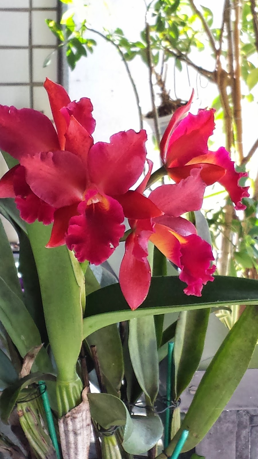 ORQUIDARIO RECREIO : BLC BRUNO BRUNO big red meristema