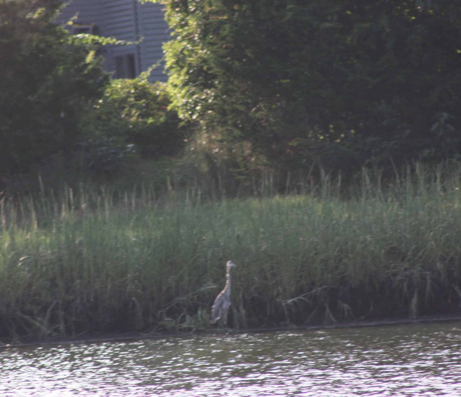 Thimbles, Bobbins, Paper and Ink: Cape Cod