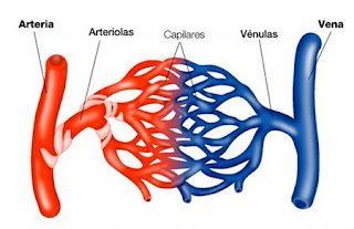 Anatomia descomplicada: Sistema Circulatório