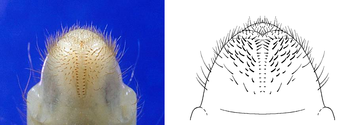 Purdue Turf Tips: European Chafer is at the Root of Spring Grub Damage ...