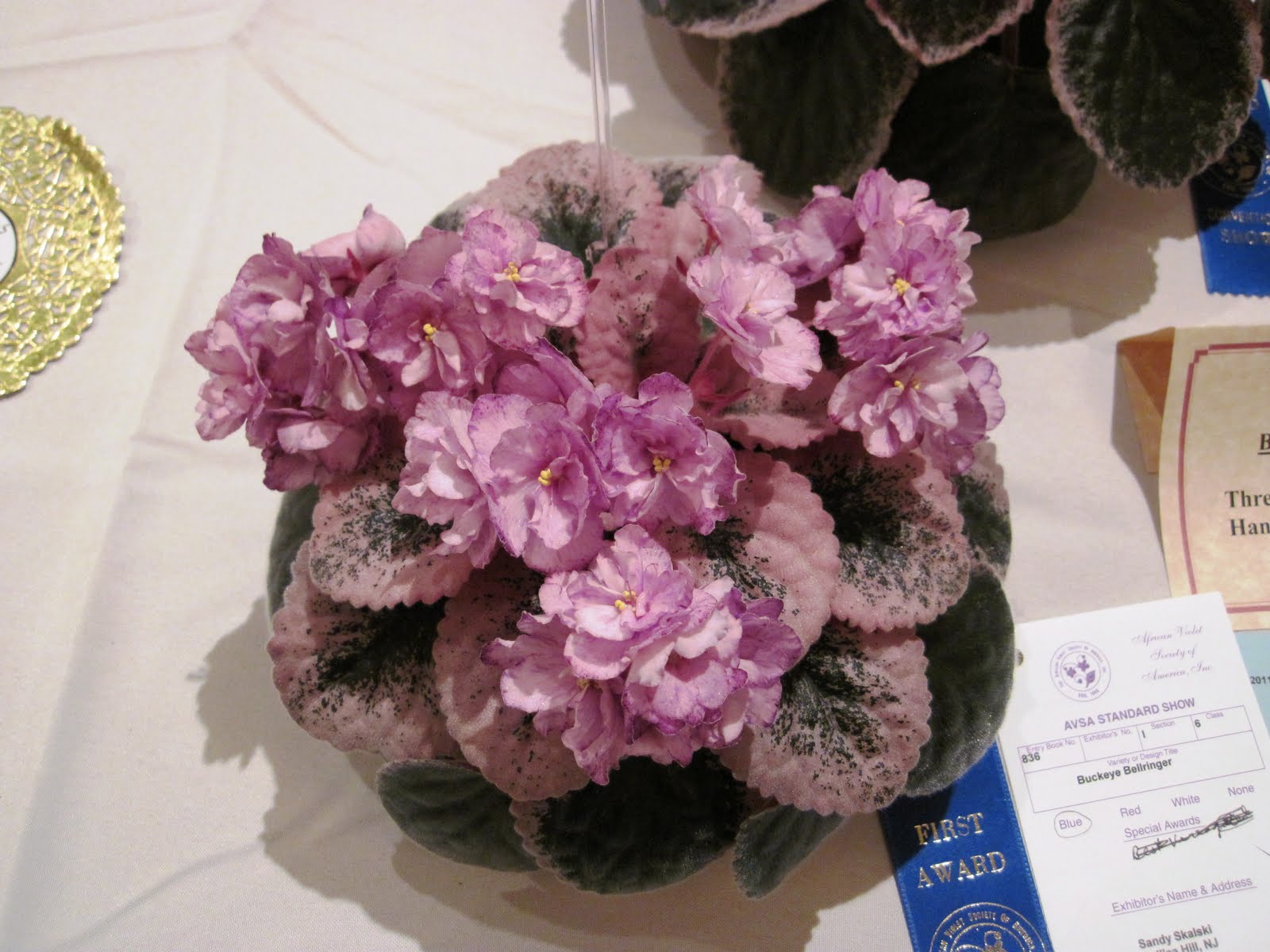 Violet Tiger: My favorite show plants from the 2011 AVSA Convention
