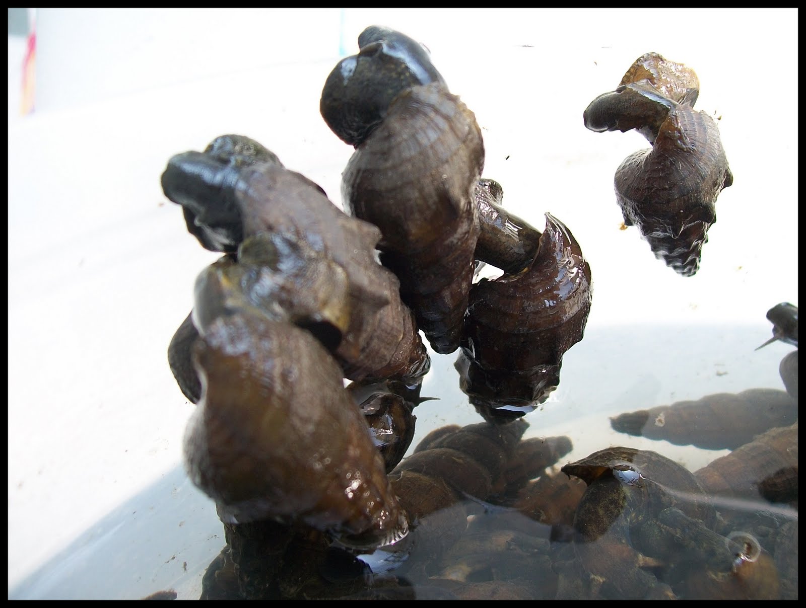 JoyDiary: Exotic food: Snail