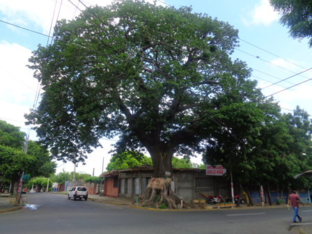 Centenarios de Managua: El Ceibón del barrio San Judas