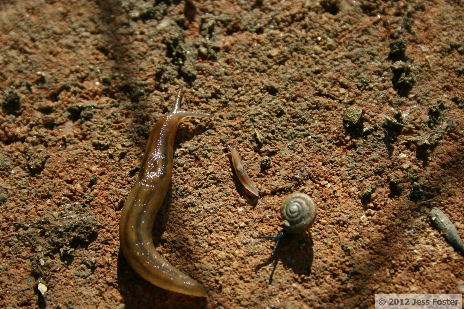 Sluggin' Along: More Baby Slugs - Part 1