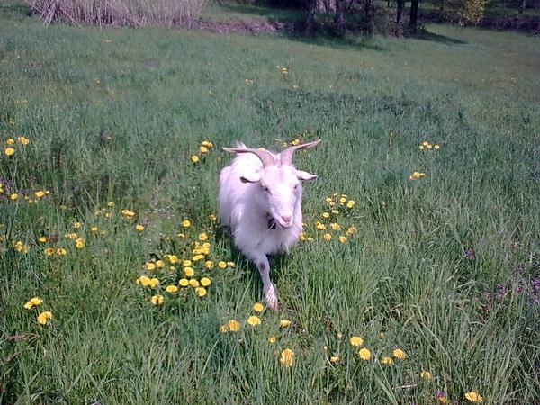 Salvatore Lo Leggio: La pastora e la capretta (di Renato Fucini)