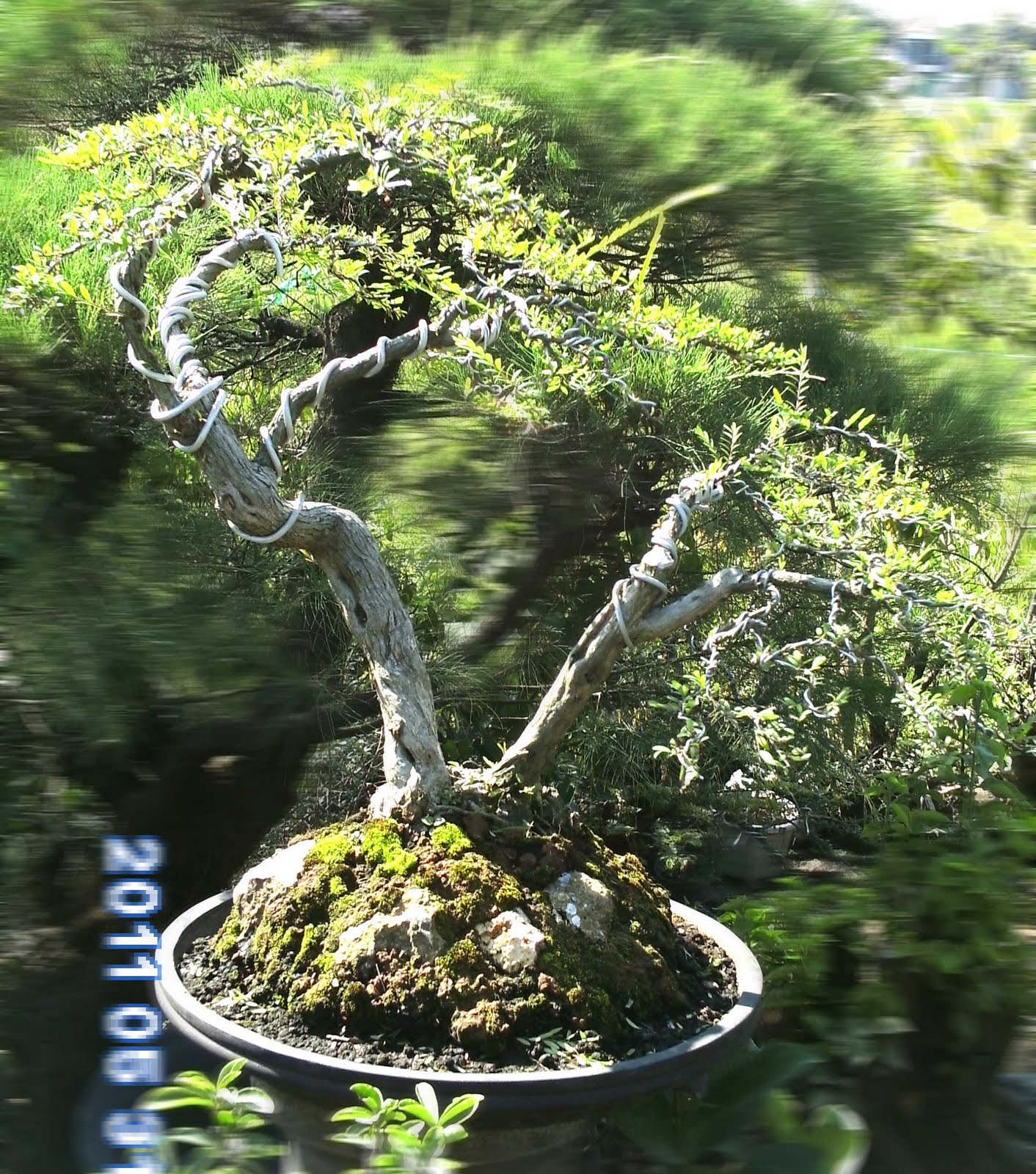bonsai market / tanaman bonsai (atim bonsai): Bonsai di Lapak