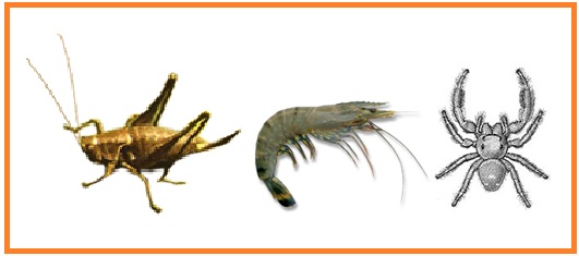 BIOLOGI GONZAGA: PENDADARAN UN 01