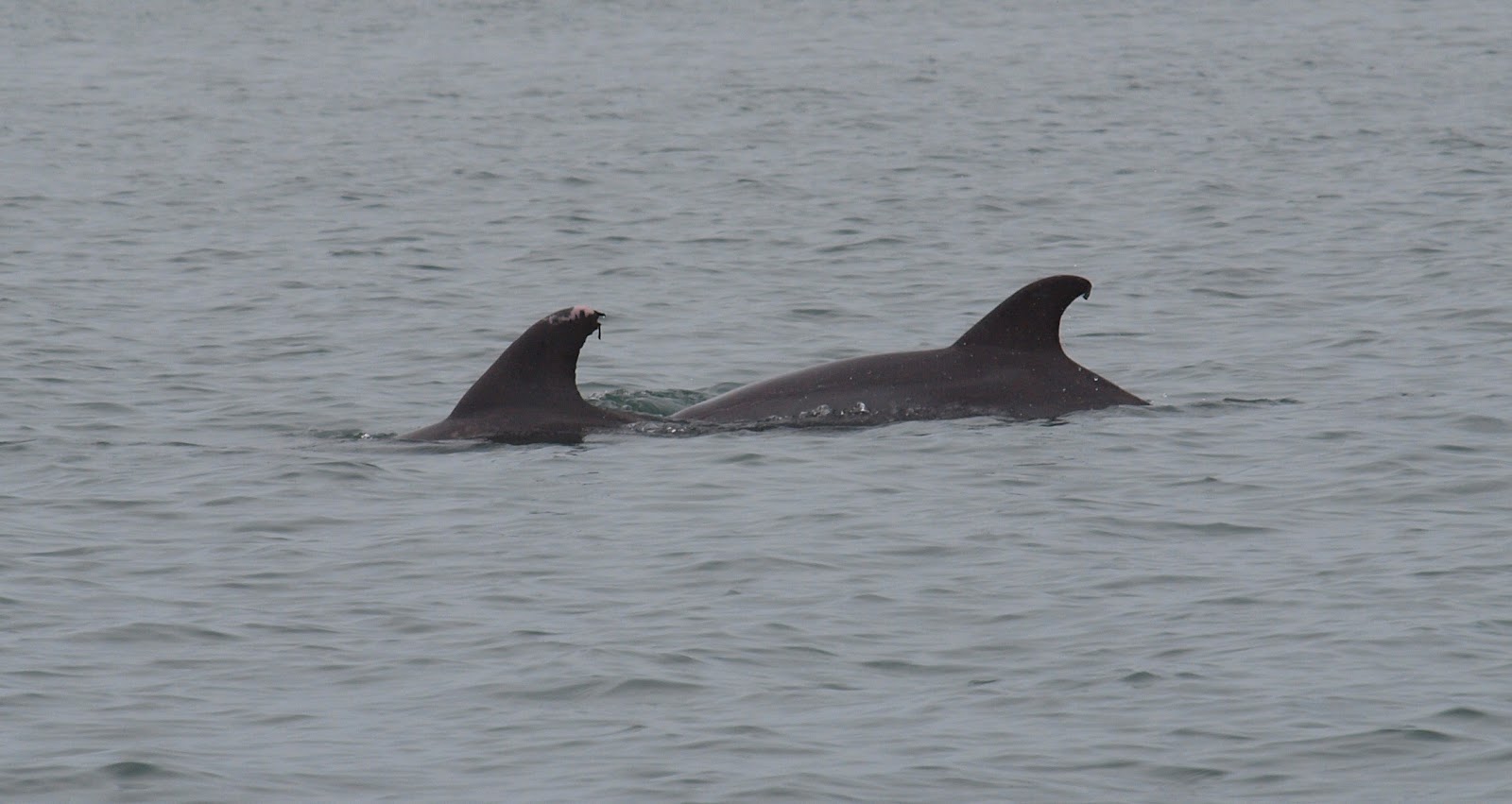 Birding Is Fun!: Ecotourism at North Carolina's Crystal Coast