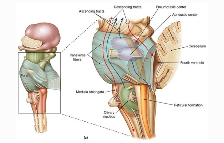 Medulla Oblongata Definition Structure And Functions Science Shape