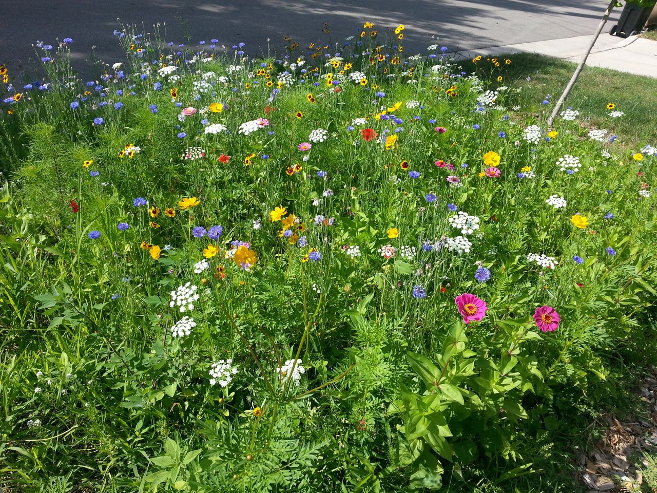 The Urbane Farmer: Orchard progress - flowers!