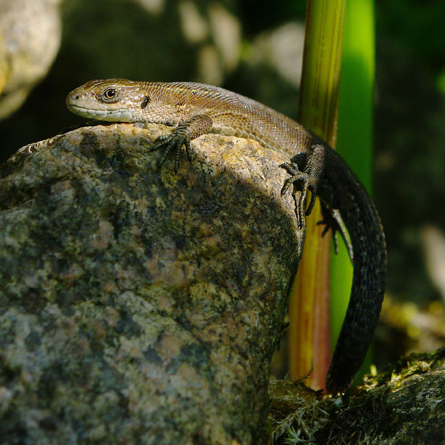 Pikseldused: Sisalik