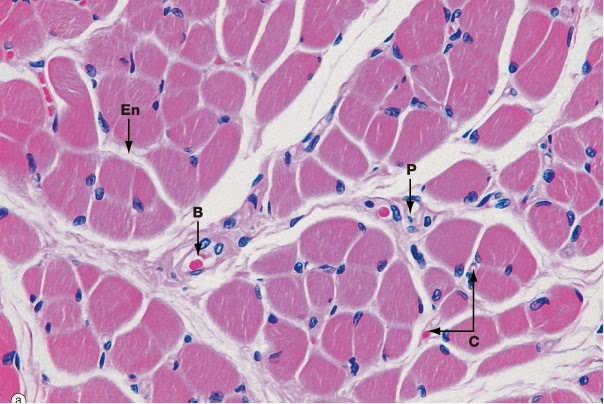 Ourlad's Paradigm: Muscle Tissue