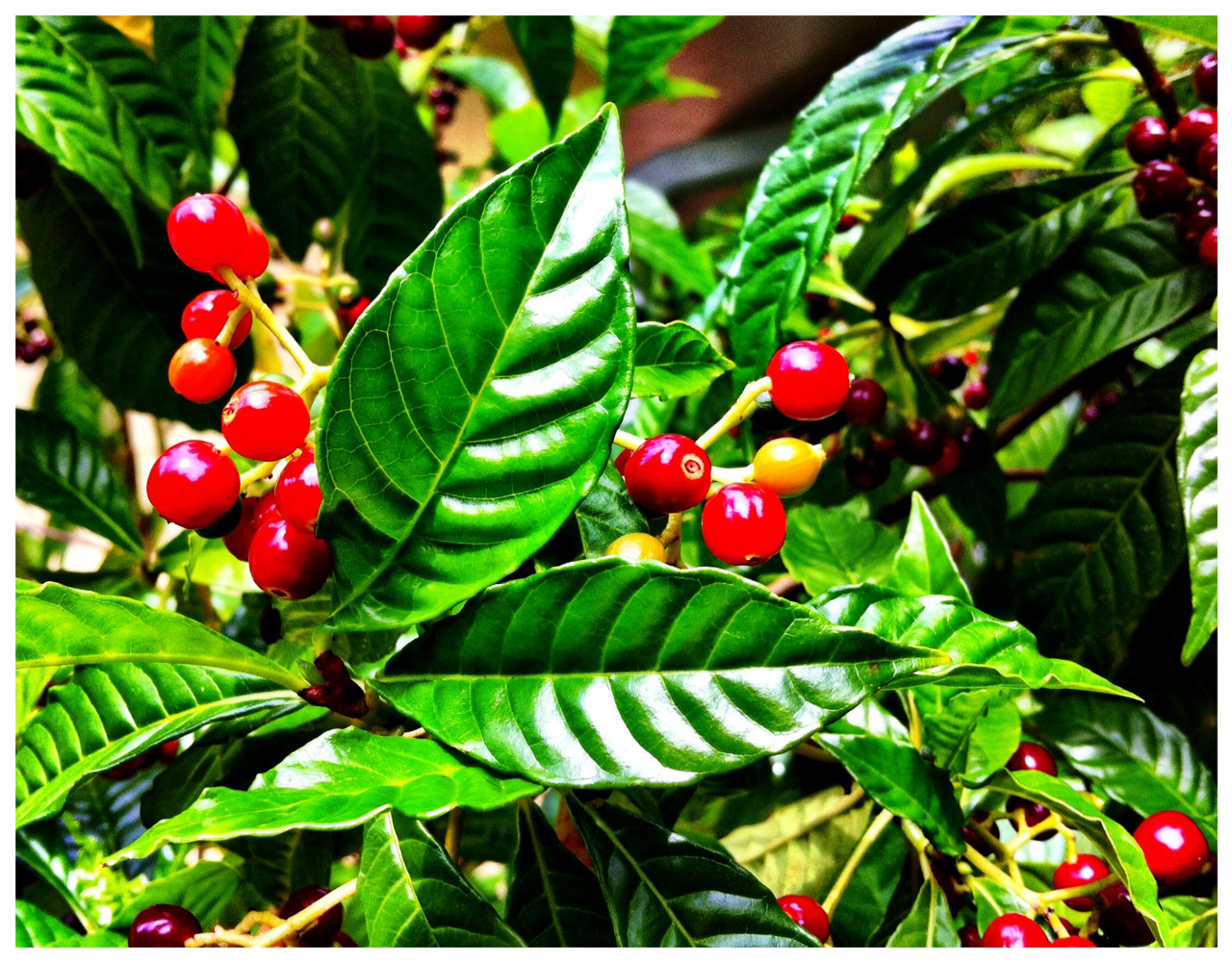 Bay-Friendly Landscaping: Holiday Postcards from the Garden